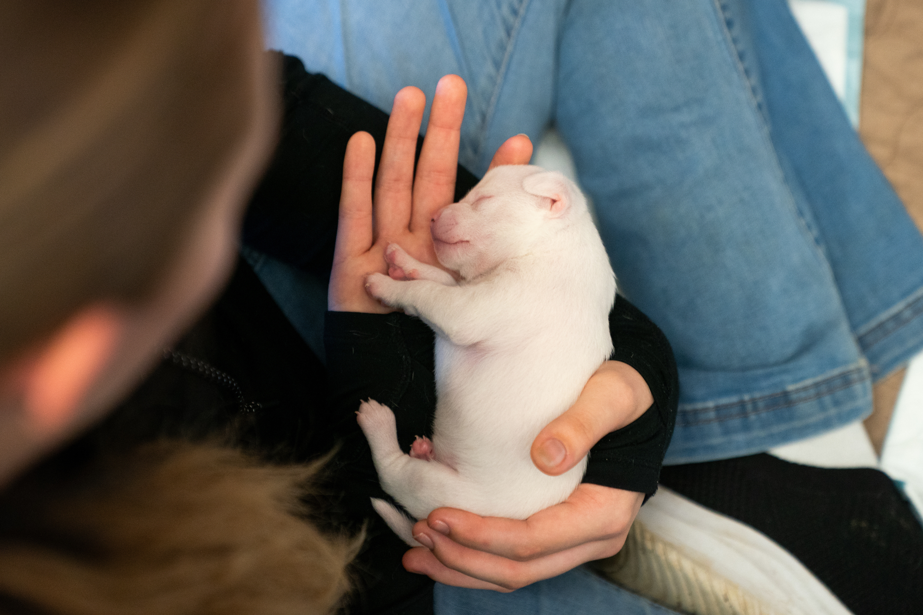 How Seuk Kim's Tragic Plane Crash Built A Volunteer Army Of Pet ...