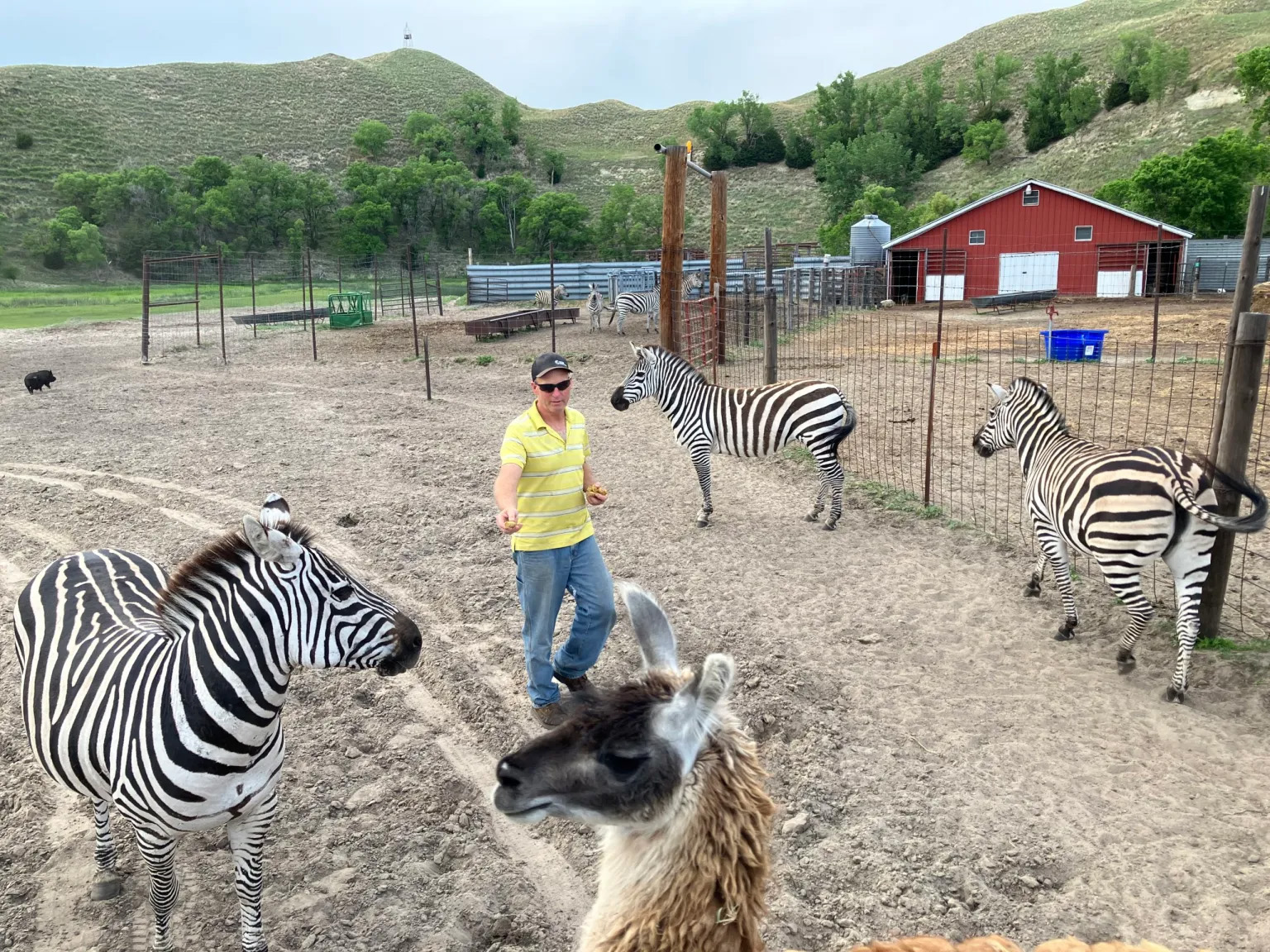 The Sandhills’ Dr. Dolittle: Rancher Raising Beasts Rarely Seen In ...