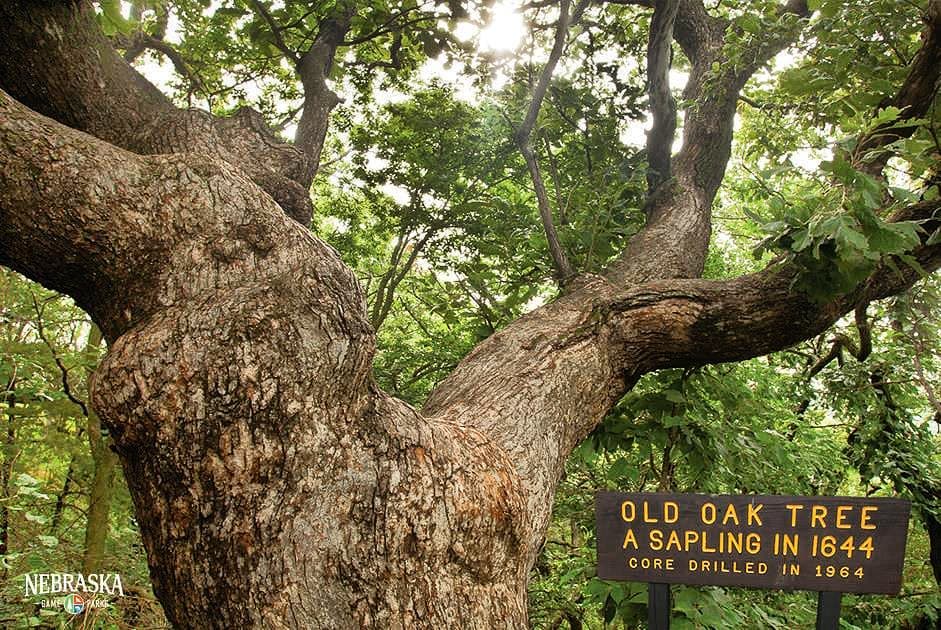 One Of State’s Oldest Trees — Tourist Attraction ‘Old Wolf Oak’ — Has ...