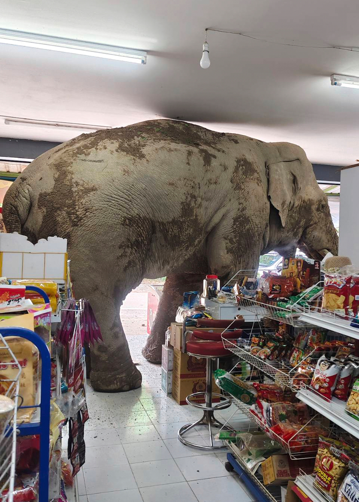A Hungry Wild Elephant Raids A Grocery Store In Thailand For Snacks ...